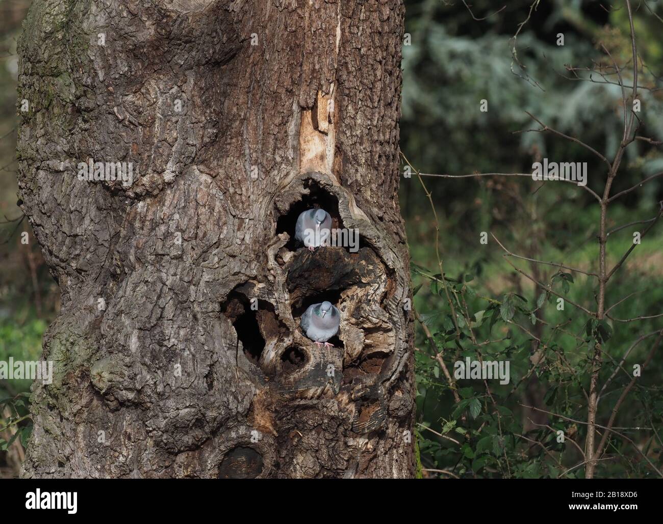 Pair of doves in tree hi-res stock photography and images - Alamy