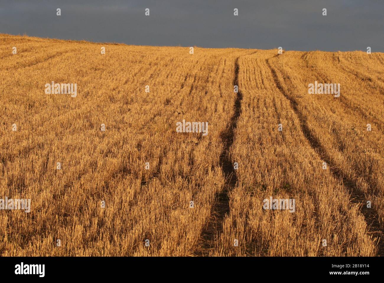 Harvesting stubble hi-res stock photography and images - Alamy
