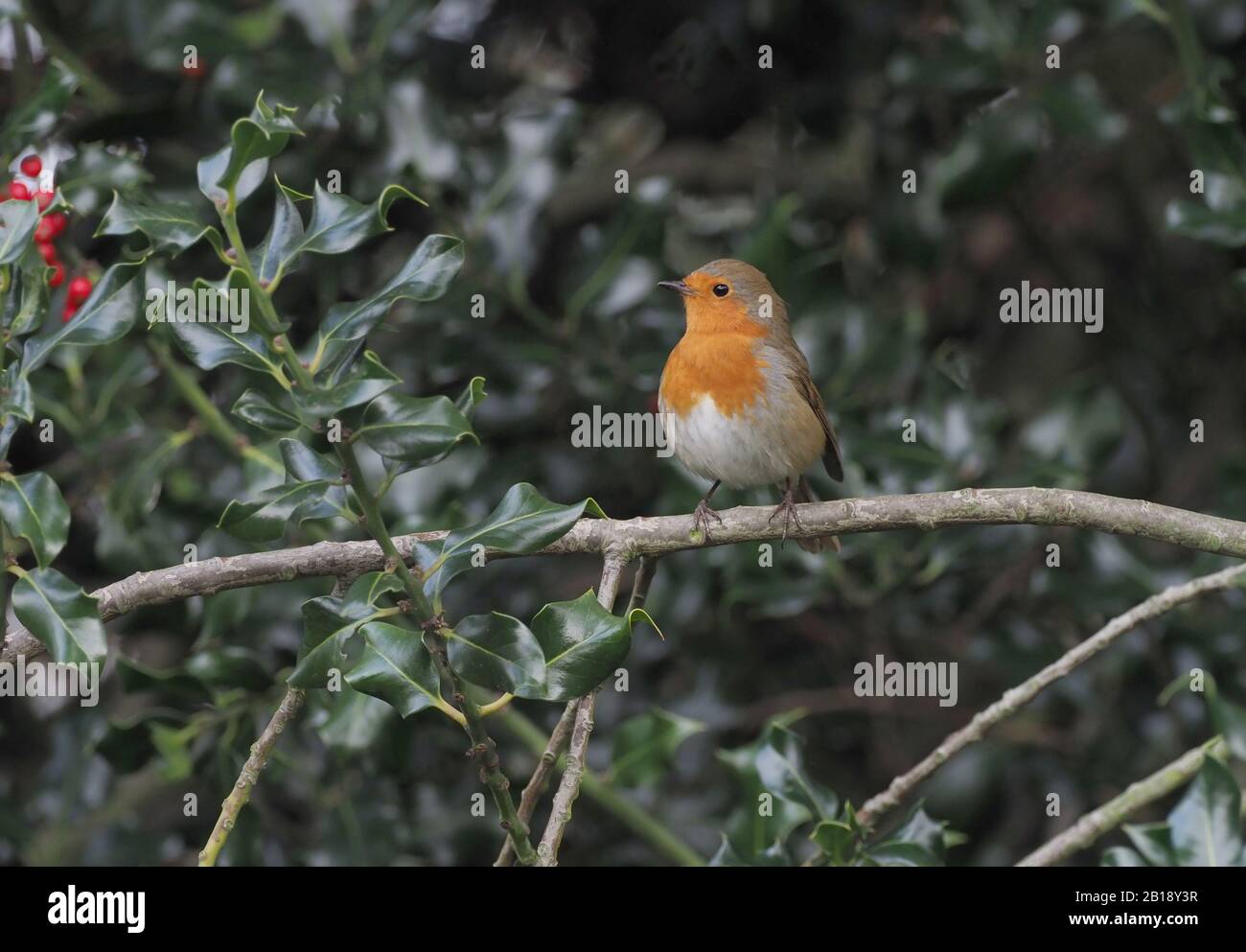 Robin on holly hi-res stock photography and images - Alamy