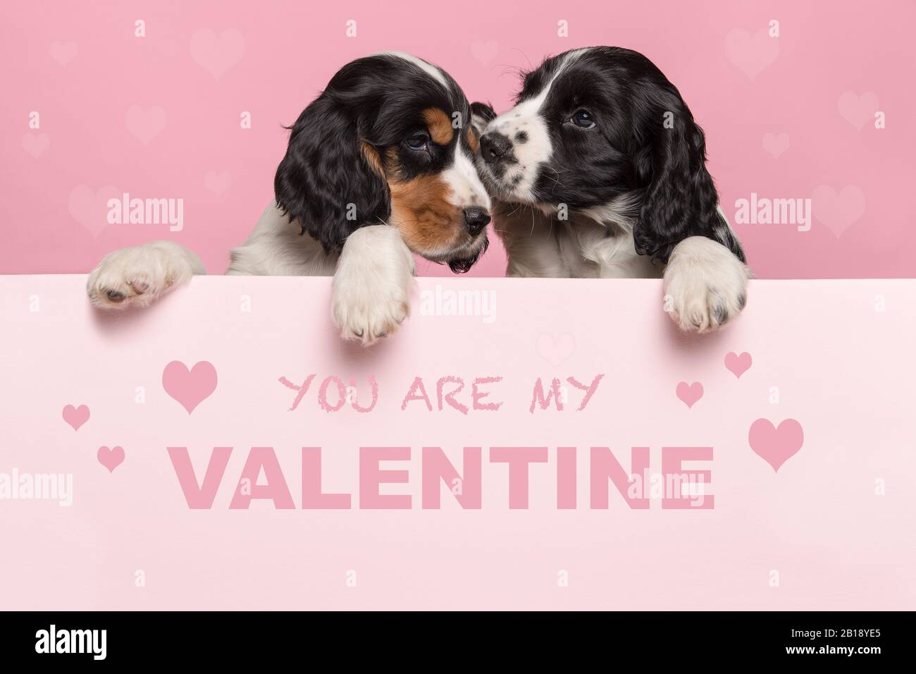 Valentine’s day greeting card with two cuddling Cocker Spaniel puppies ...