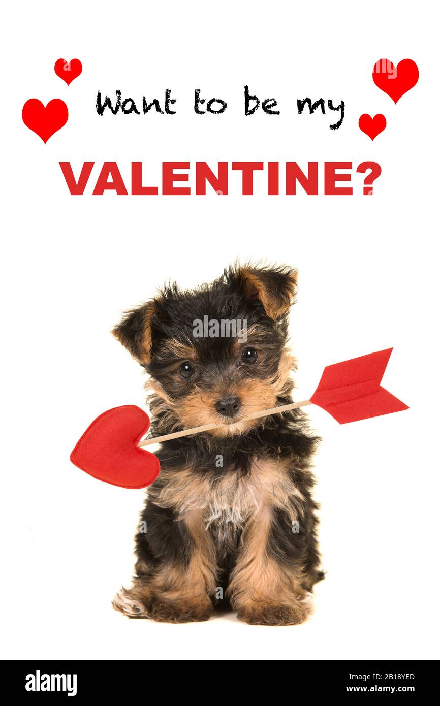 Valentine’s day greeting card with a cute sitting valentine yorkshire ...