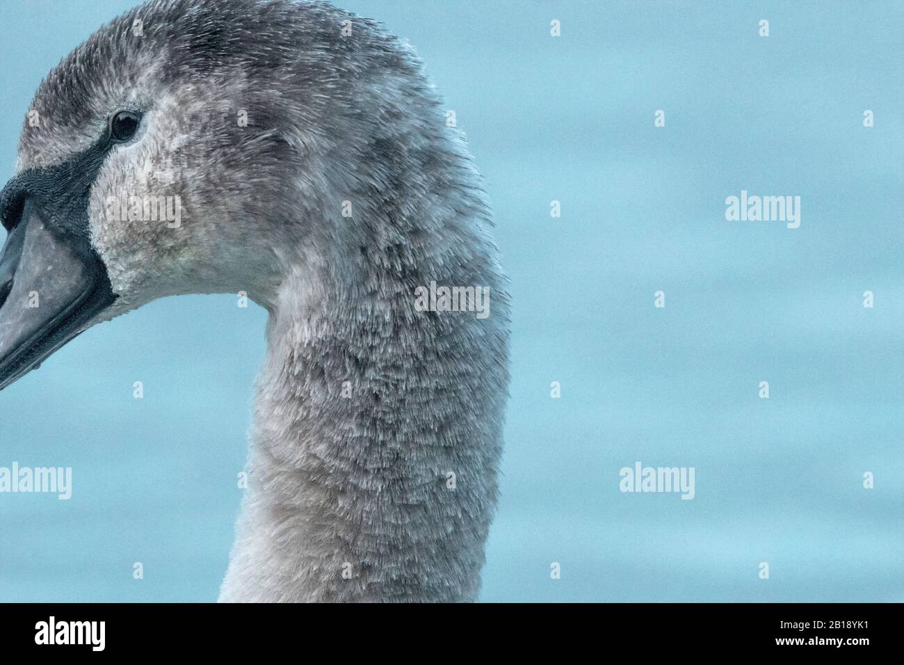 Close up goose face Stock Photo - Alamy