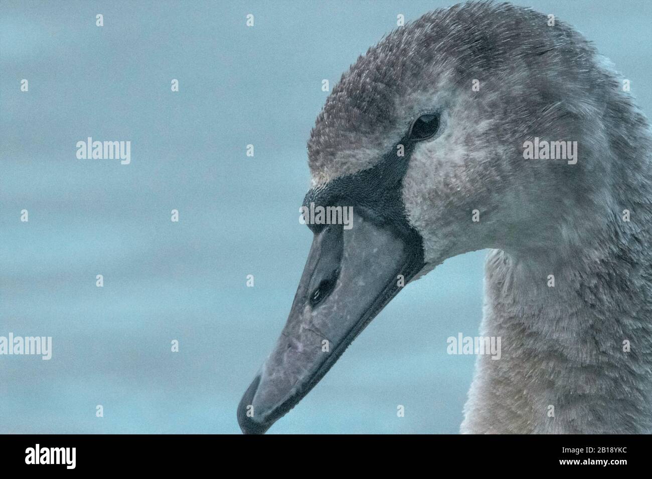 Close up goose face Stock Photo - Alamy