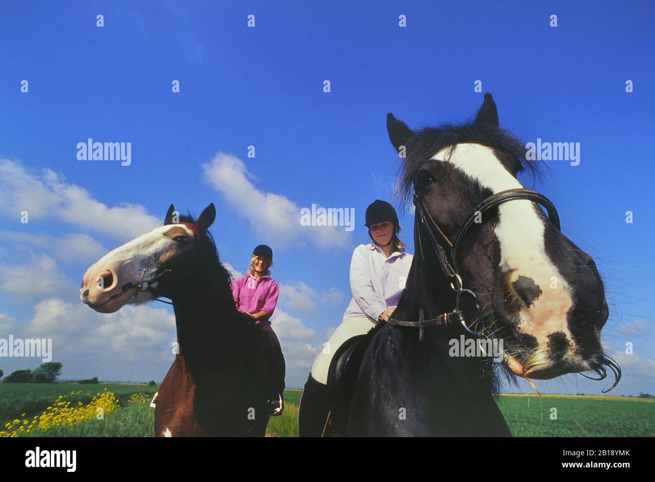 Heavy animals hi-res stock photography and images - Alamy