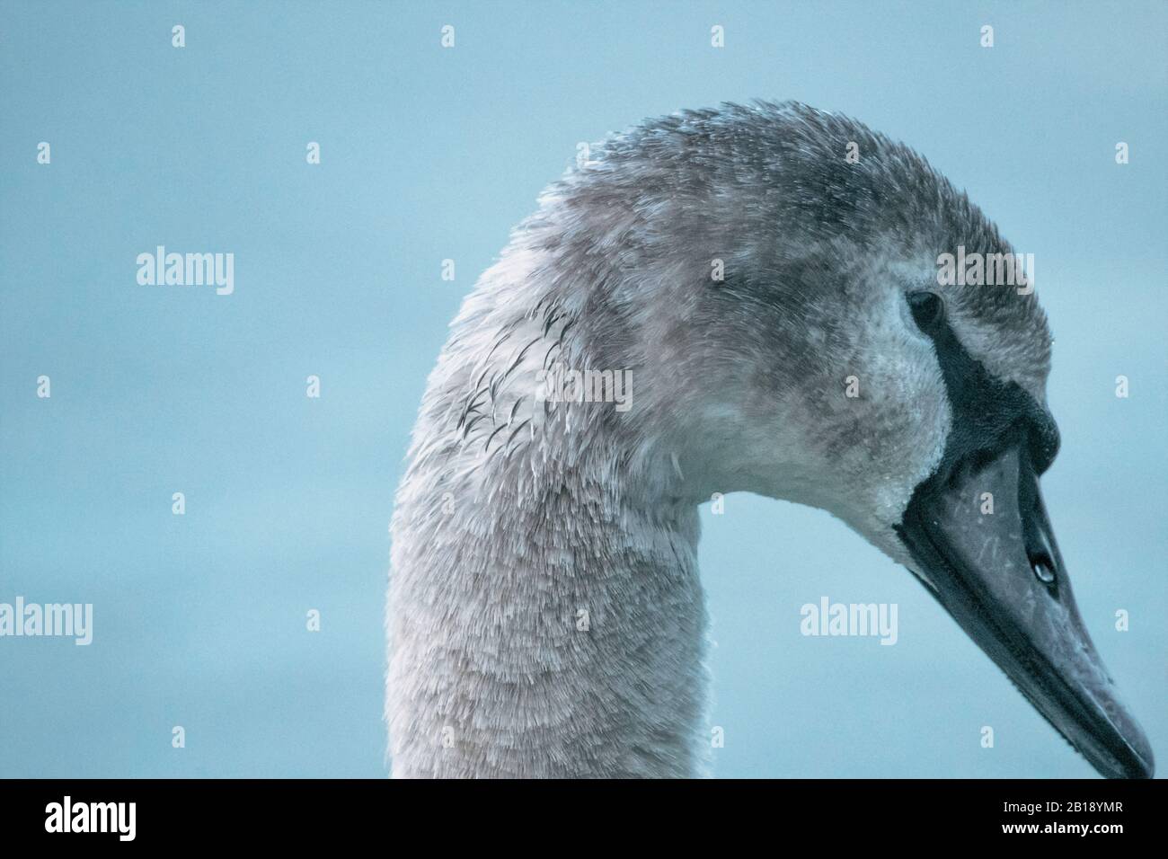 Close up goose face Stock Photo - Alamy