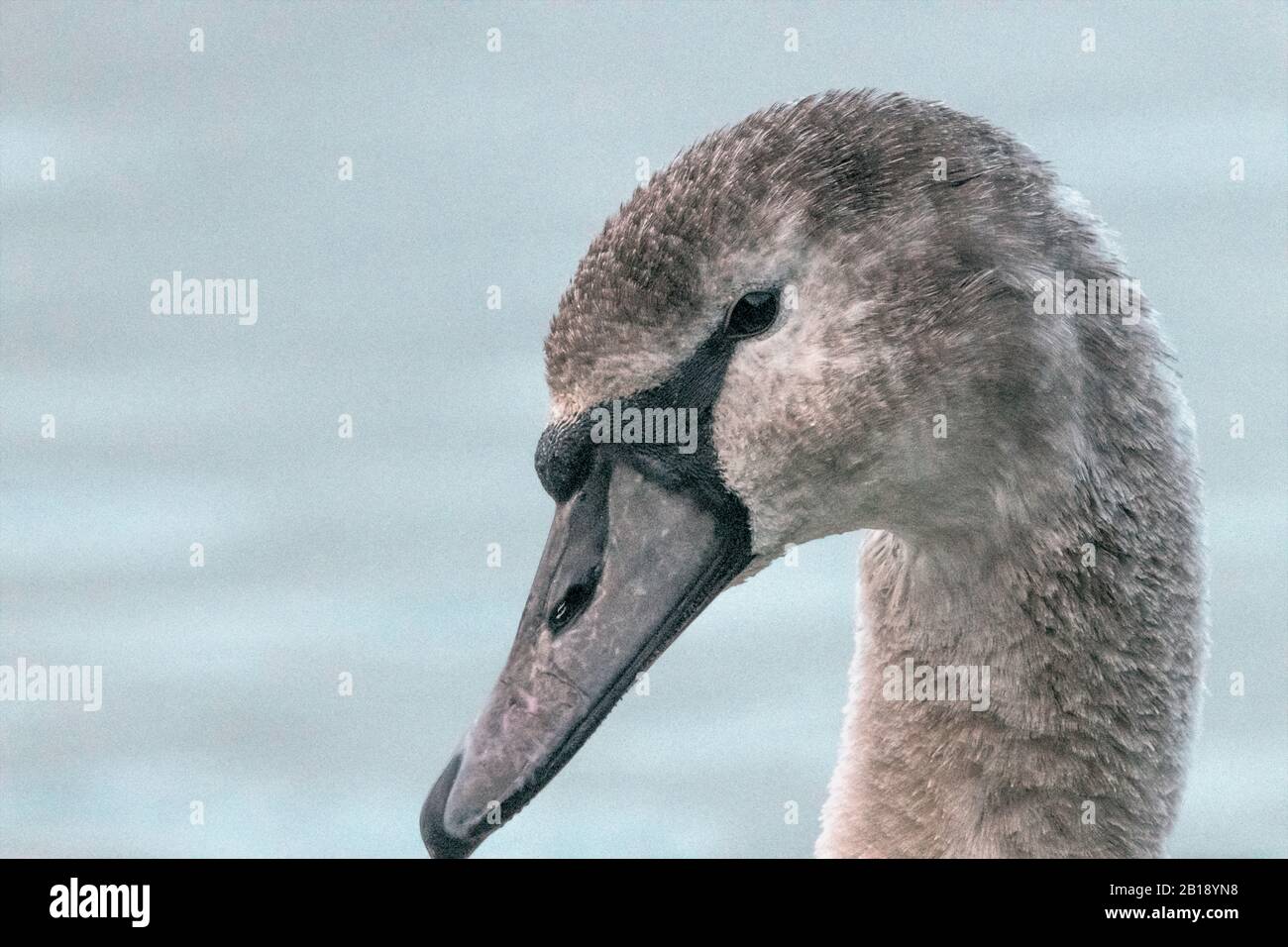 Close up goose face Stock Photo - Alamy