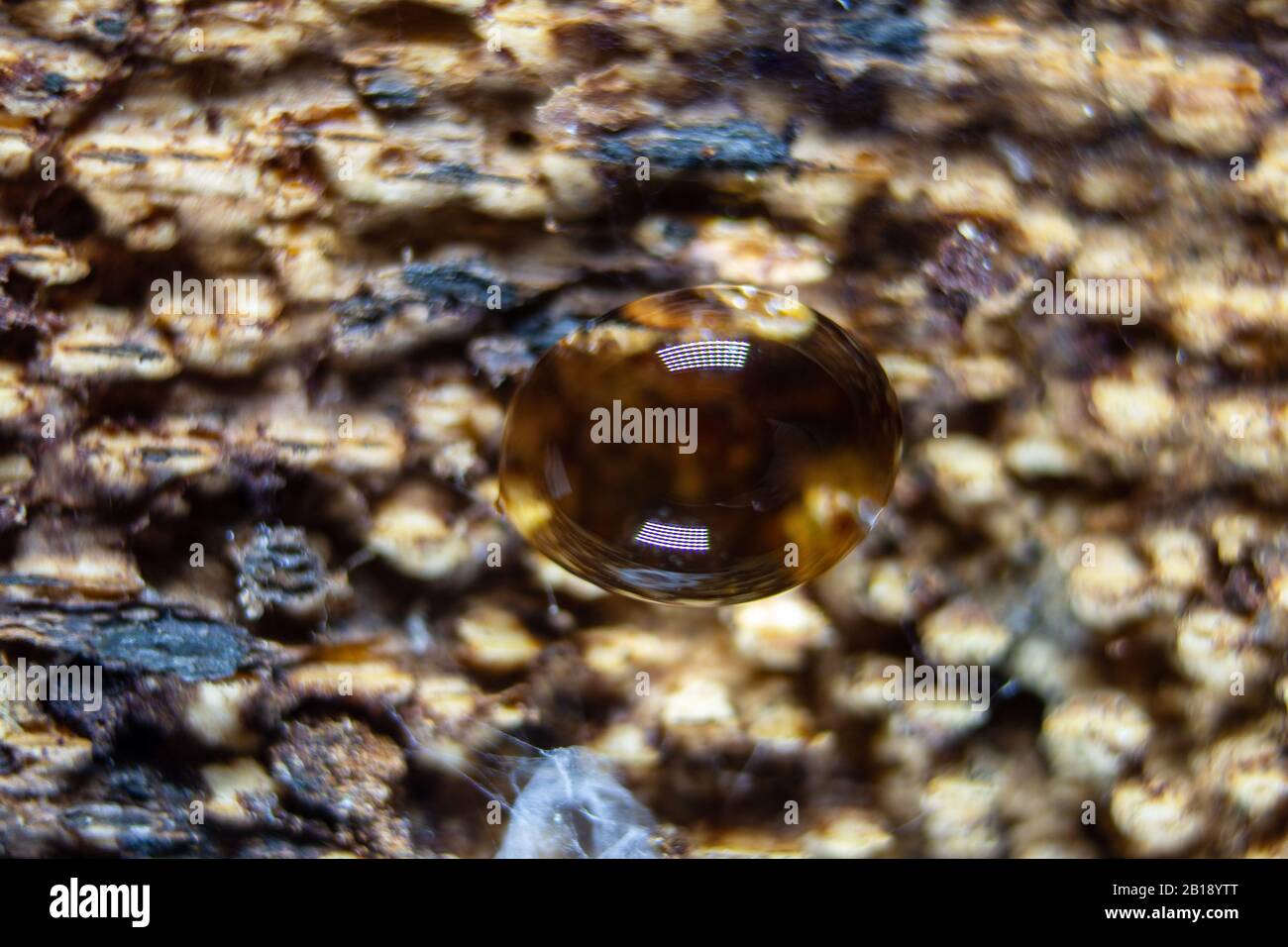 macro image of a drop of water on tree bark Stock Photo - Alamy
