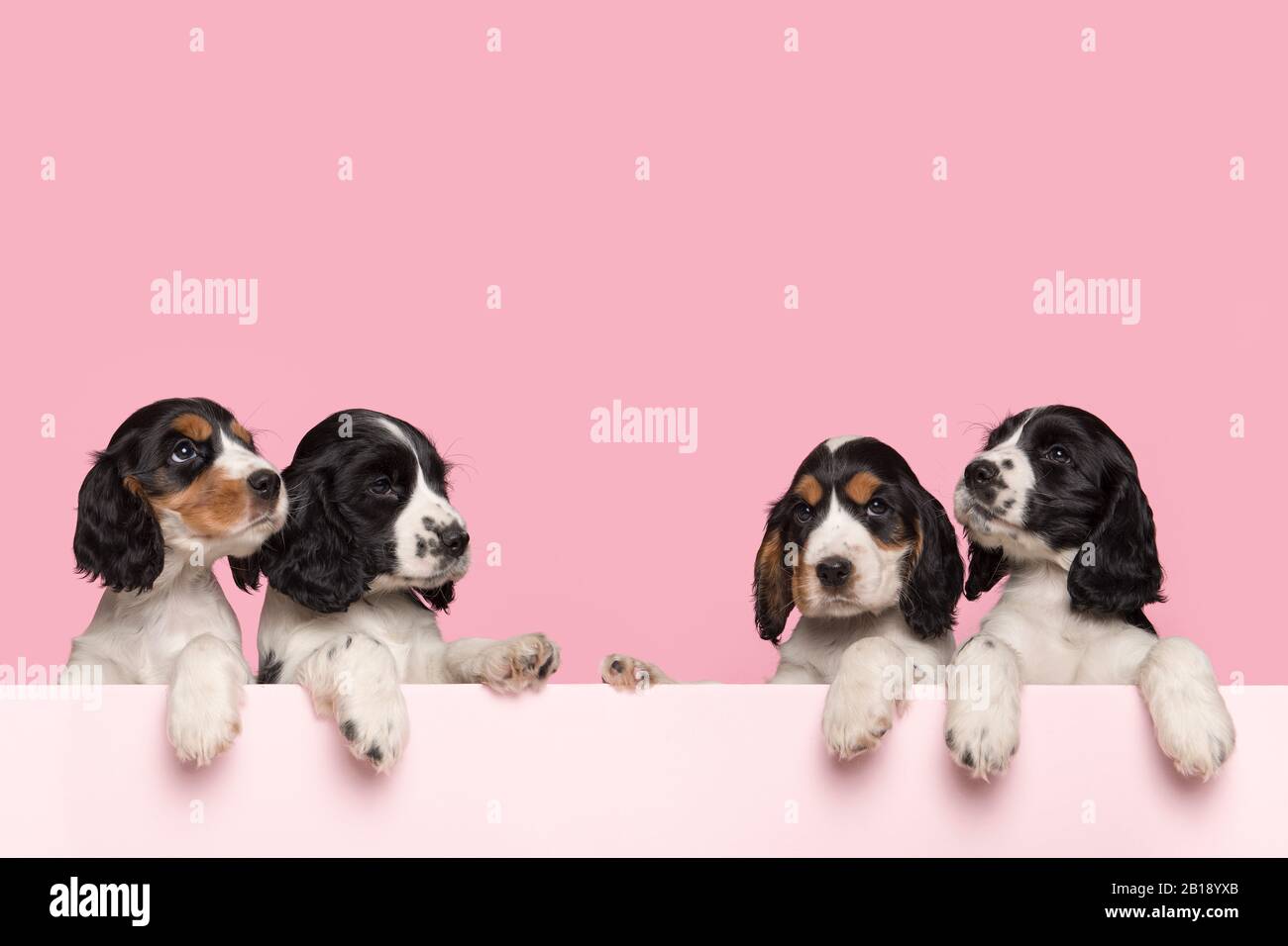 Four cute Cocker Spaniel puppies hanging over the border of a pastel ...