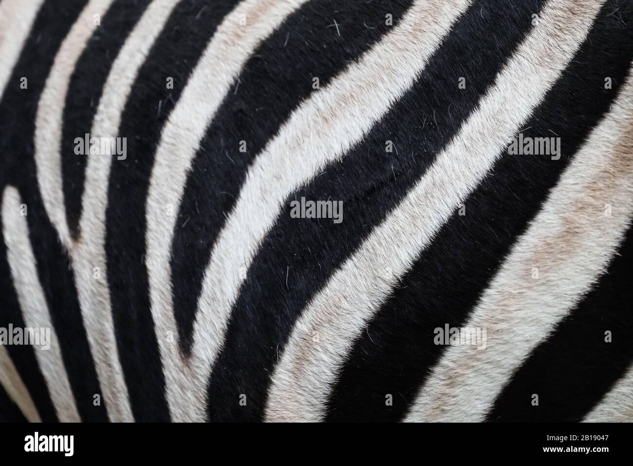 Zebra Skin