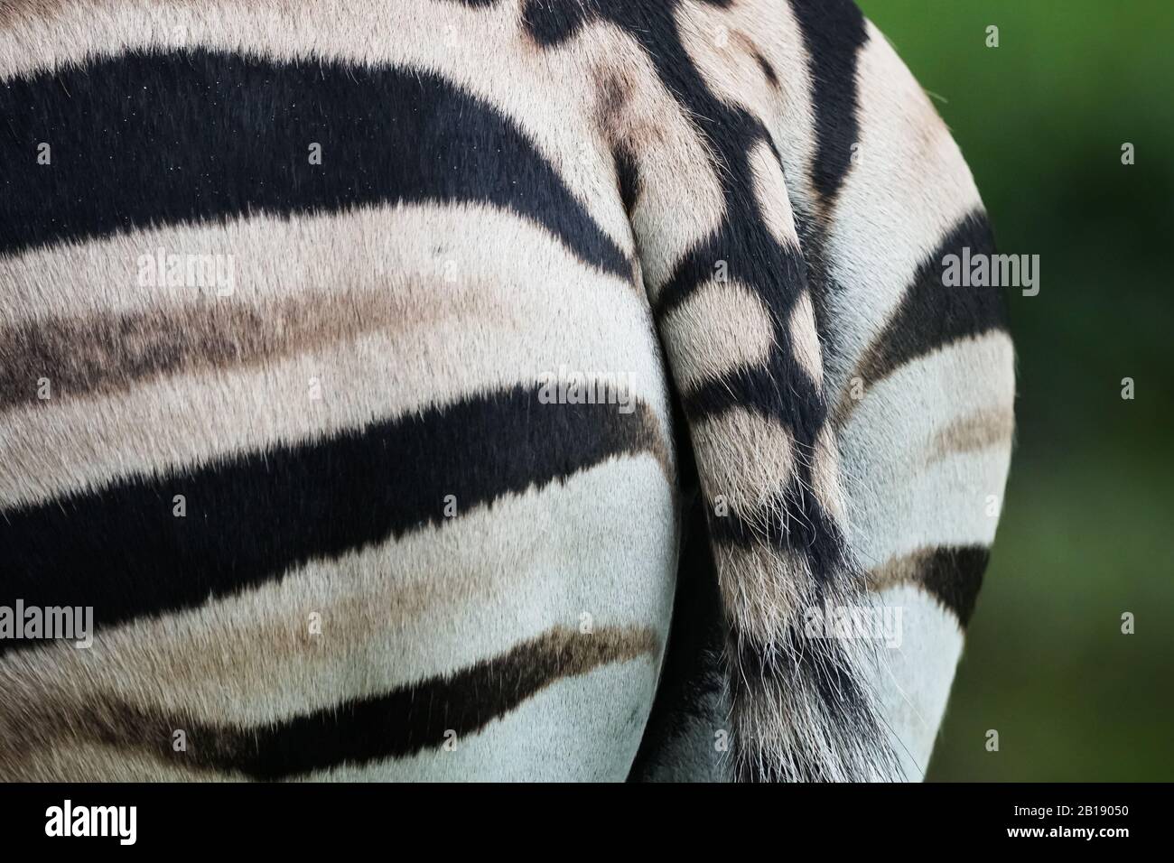 Zebra rear, backside, top of tail closeup or macro showing black and ...