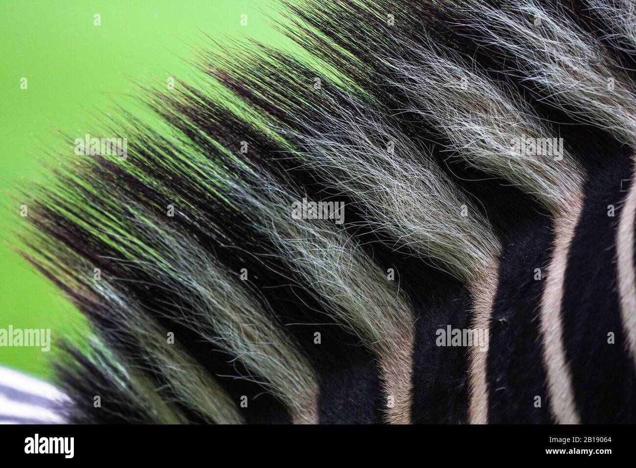 zebra mane closeup erect hair in black and white stripes concept animal ...