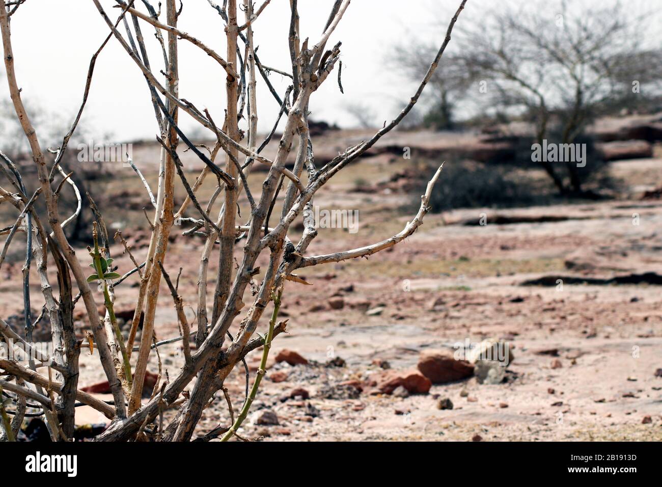 Dry wood dead tree in hi-res stock photography and images - Alamy