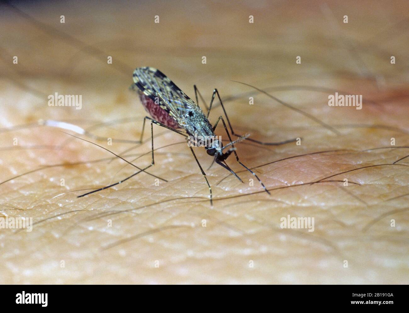 South American mosquito (Anopheles albimanus) a malaria transmitting ...