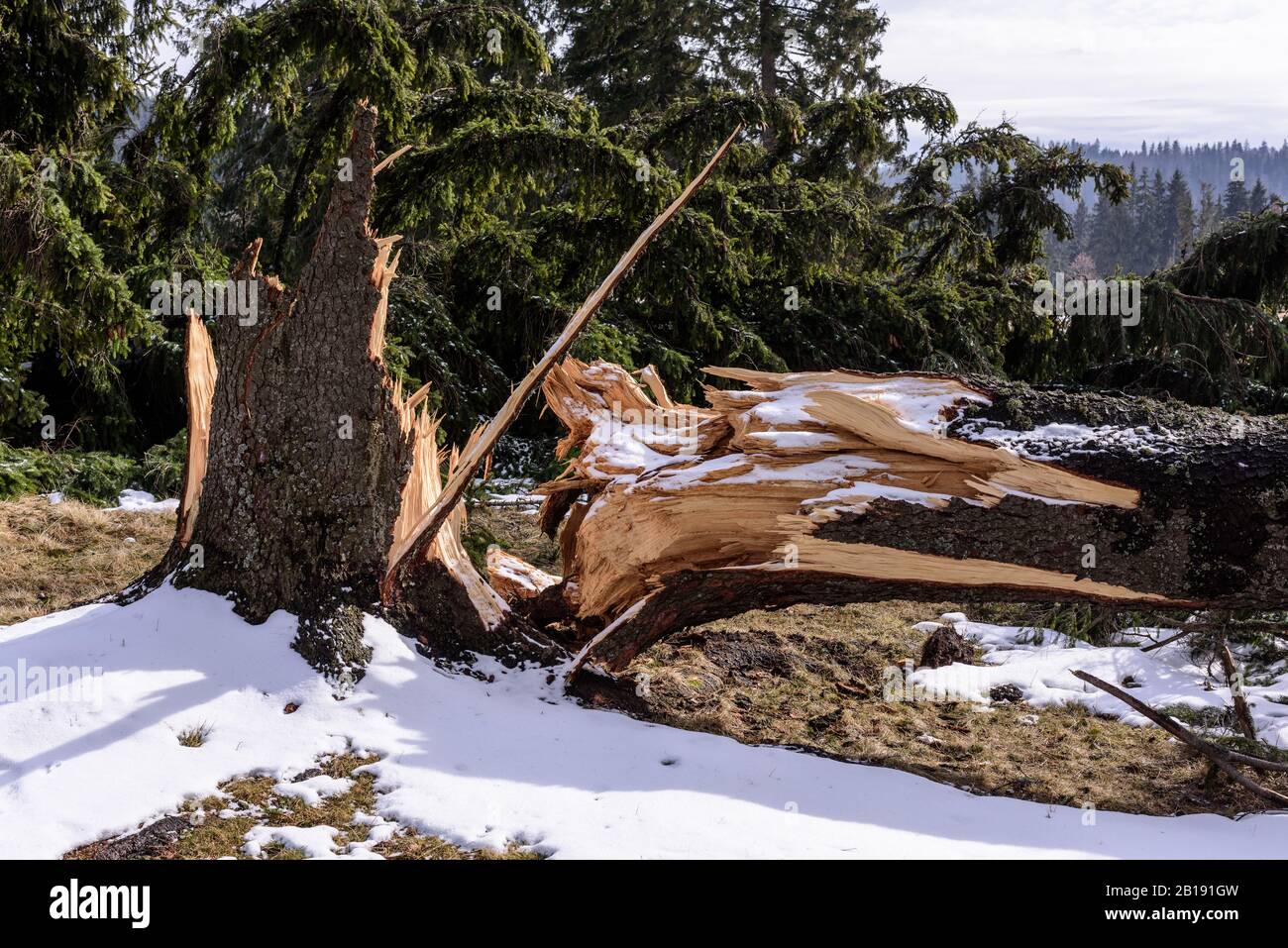 Broken spruce tree trunk in a forest. Broken tree by a wind, hurricane ...