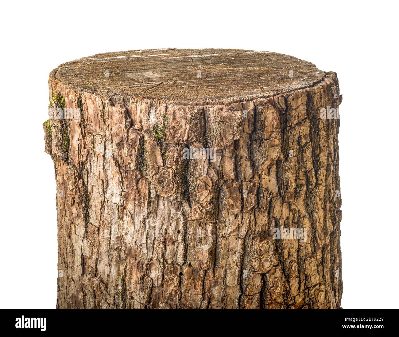 Old stump isolated on a white background Stock Photo - Alamy