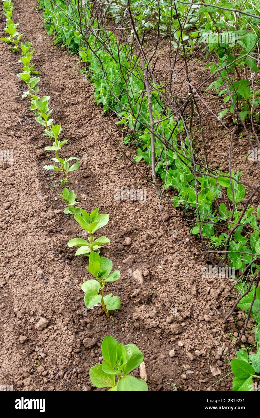 Vertical closeup plants in hi-res stock photography and images - Alamy