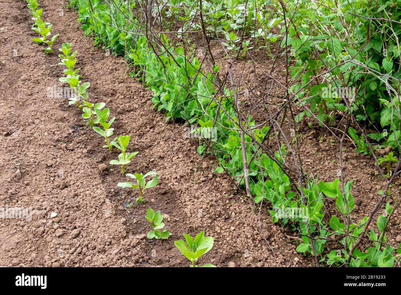 Allotment plot young broad bean and pea plants in rows Stock Photo - Alamy