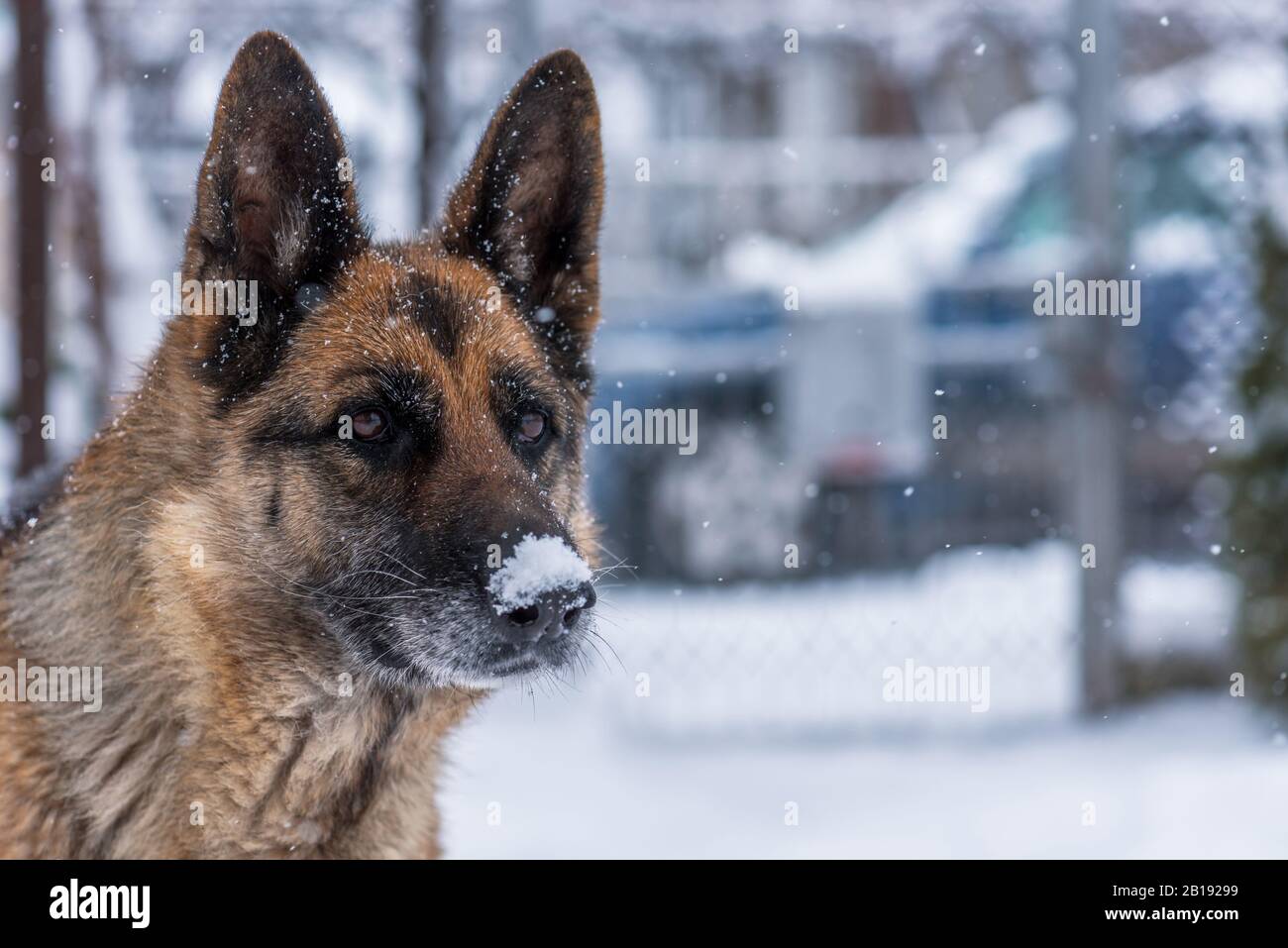 Portrait of German Shepherd Dog in Snow Stock Photo - Alamy
