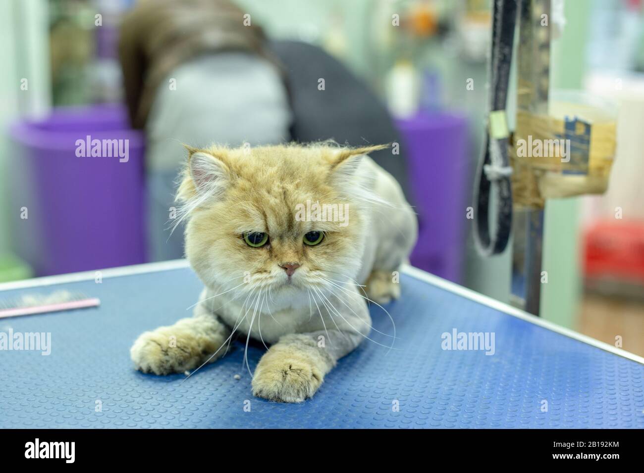 Yellow disgruntled cat trimmed lies in the cabin on the table for ...