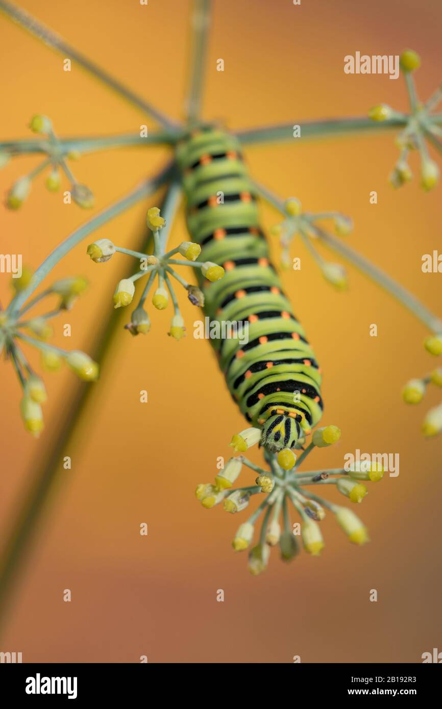 Old World Swallowtail caterpillar on fennel food plant (Papilio machaon ...