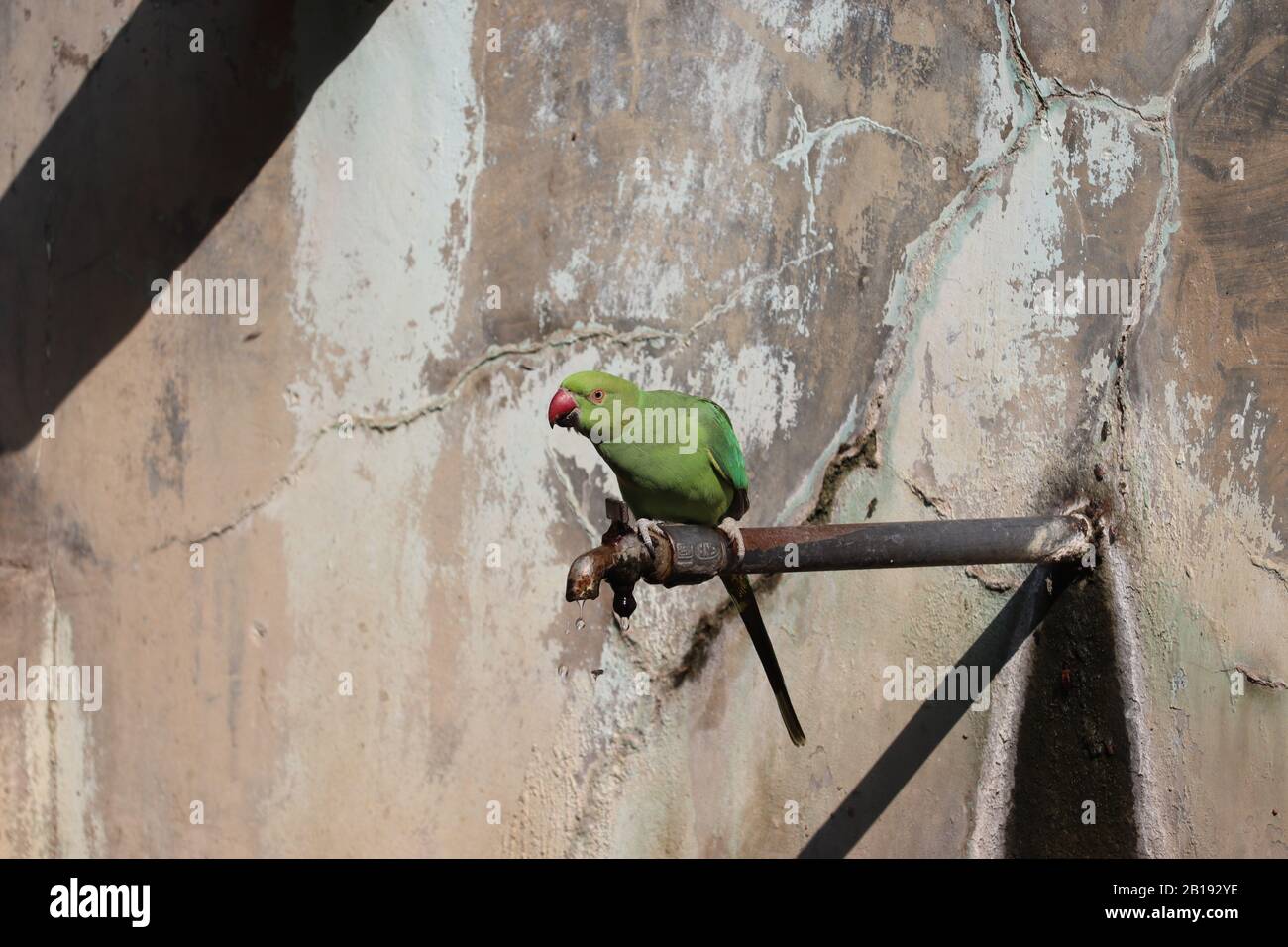 close up of a male parrot bird drinking water in summer in desert in ...