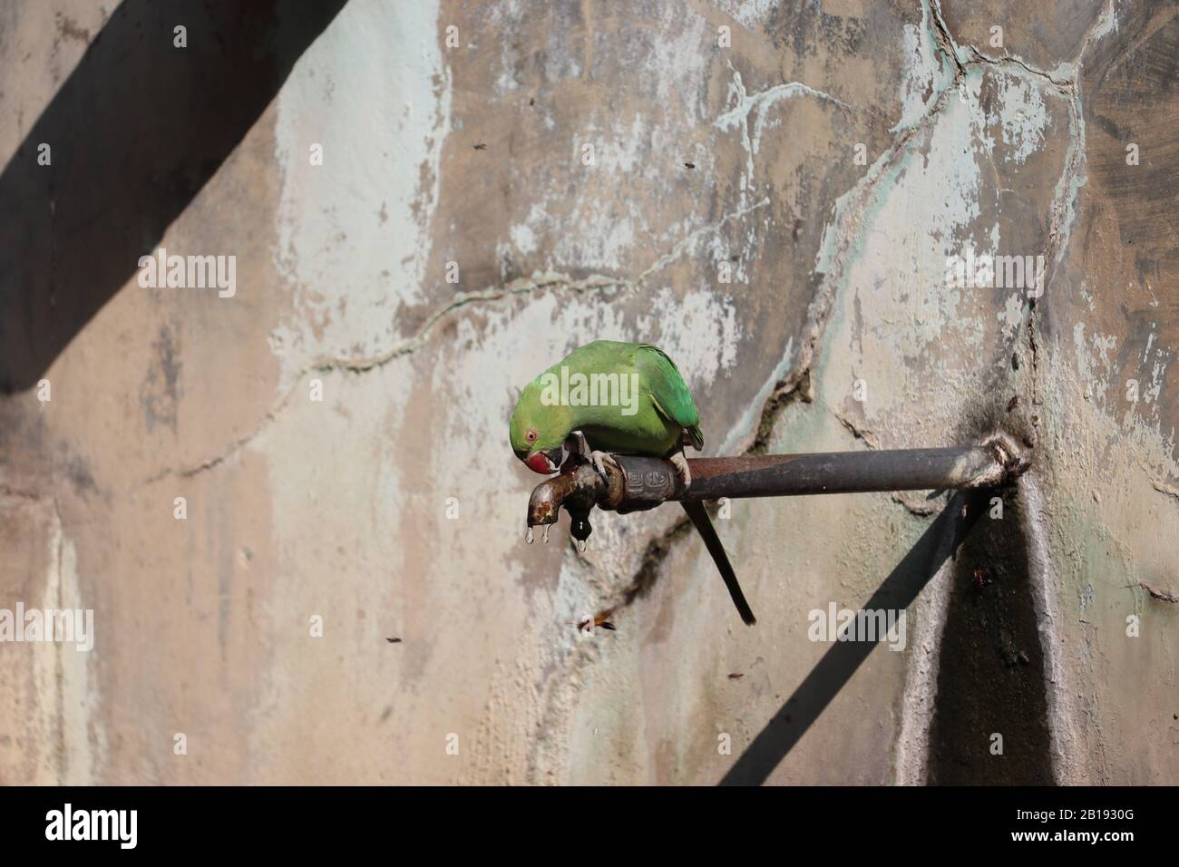 Parrot drinking hi-res stock photography and images - Alamy