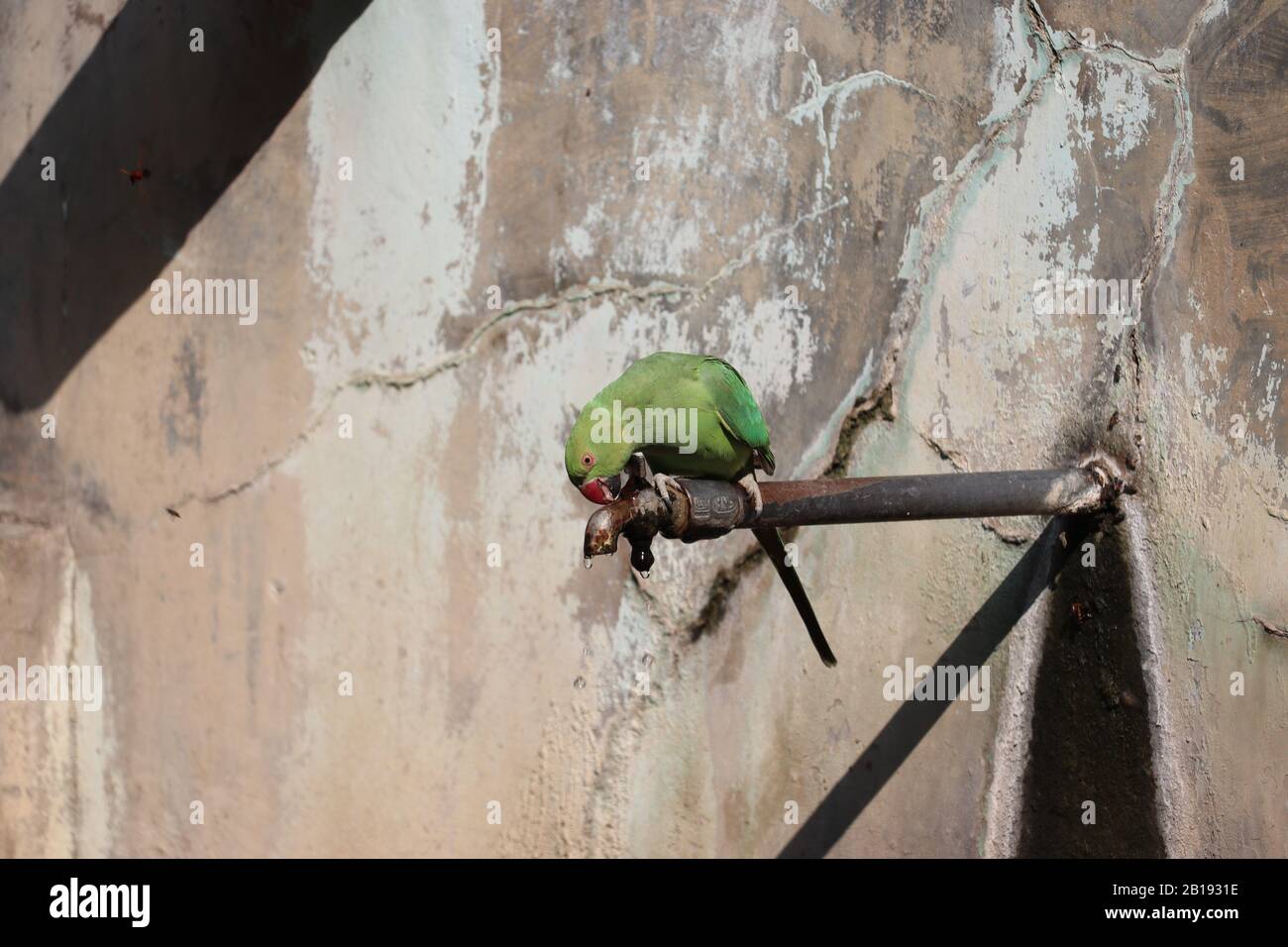A parrot drinking water on iron tap in summer in desert thar,concept ...