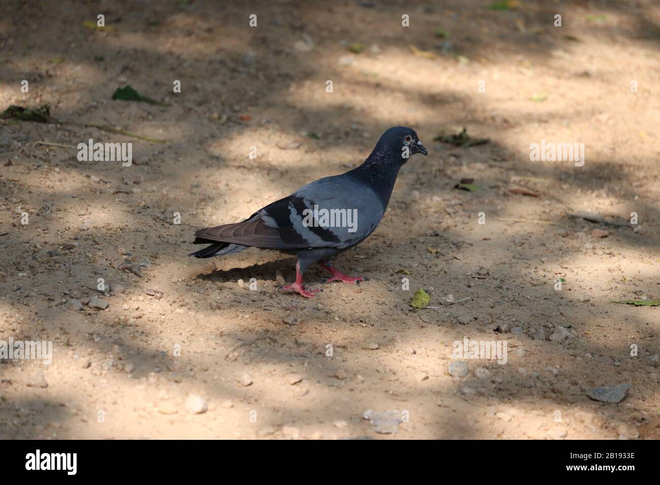 A thar pigeon in shadow on ground Stock Photo - Alamy