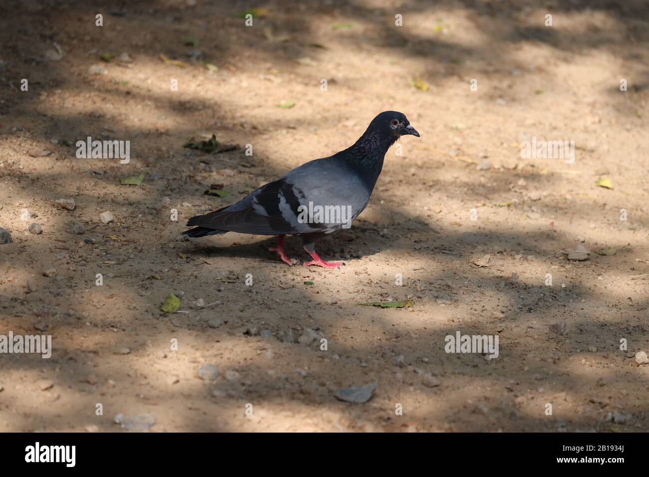 Shadow under bird hi-res stock photography and images - Alamy