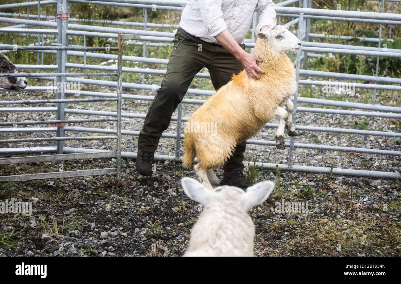 Sheep handler farmer grabbing sheep during judging at North Harris ...