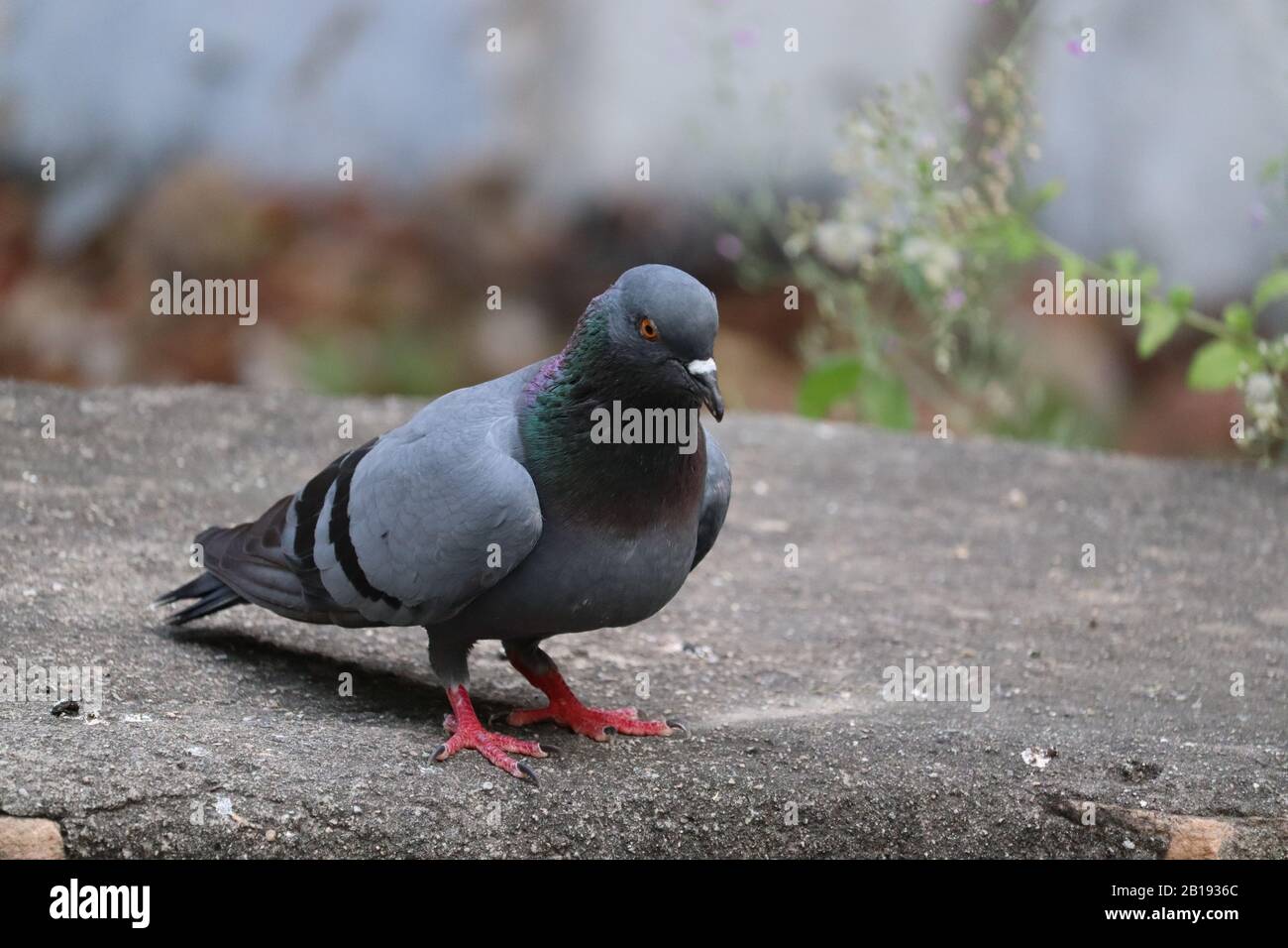 Healthy pigeon hi-res stock photography and images - Alamy