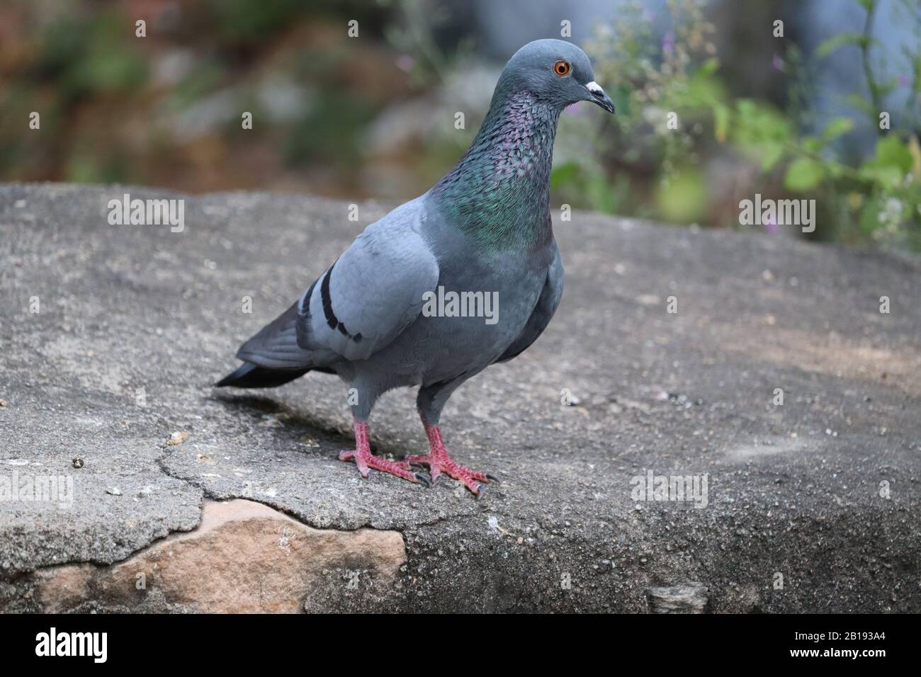 A pigeon sitting on rock in natural light, full body shot Stock Photo ...