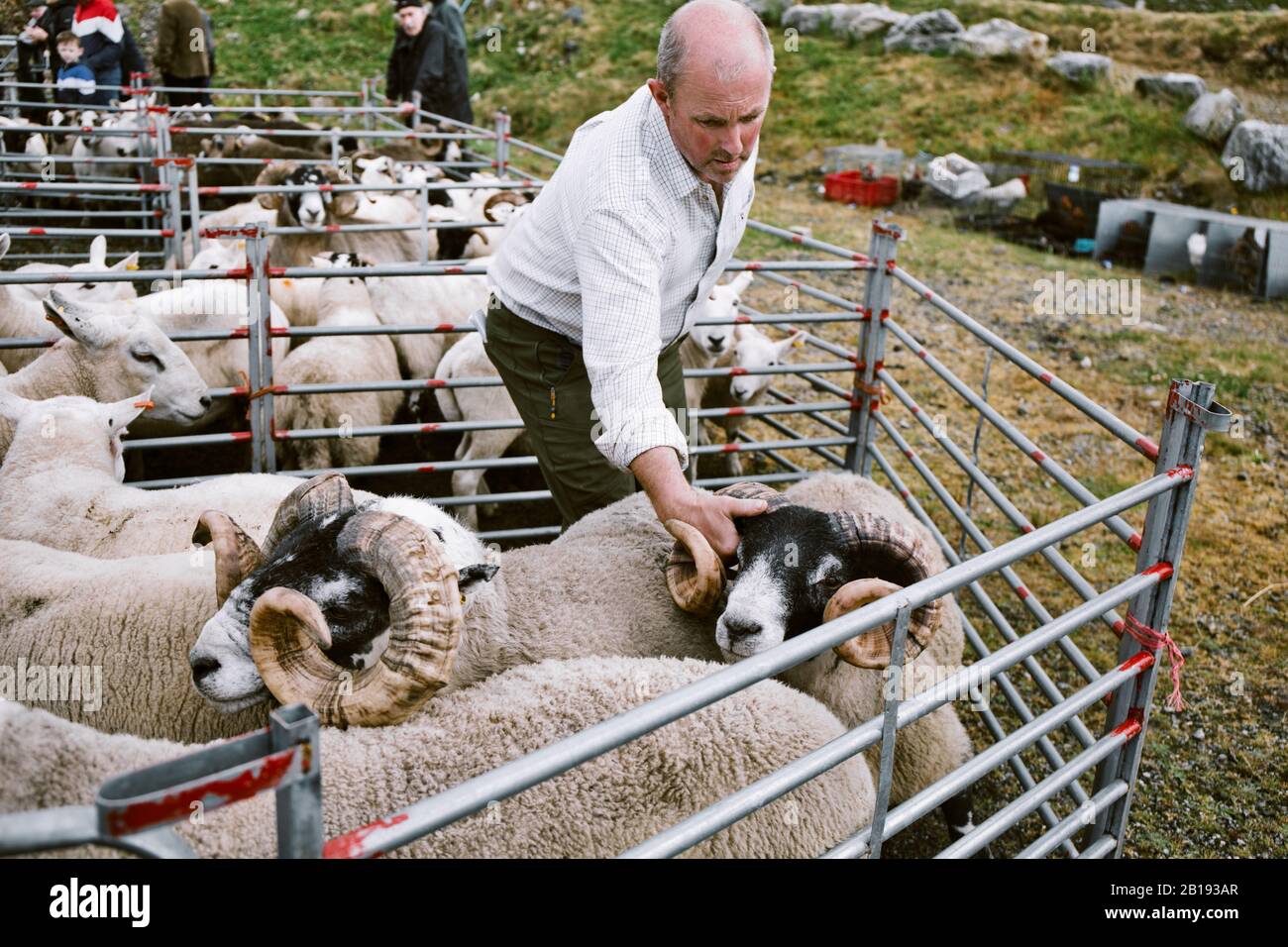 Sheep handler farmer grabbing sheep by horns in pen at North Harris ...