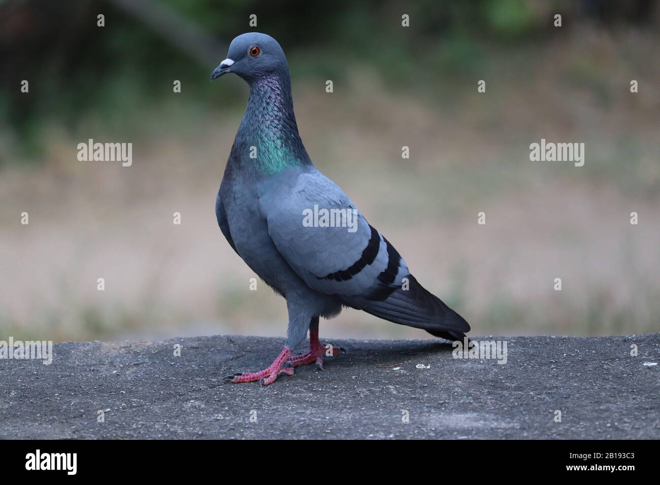 a strong or young pigeon in meadow , side shot image Stock Photo - Alamy