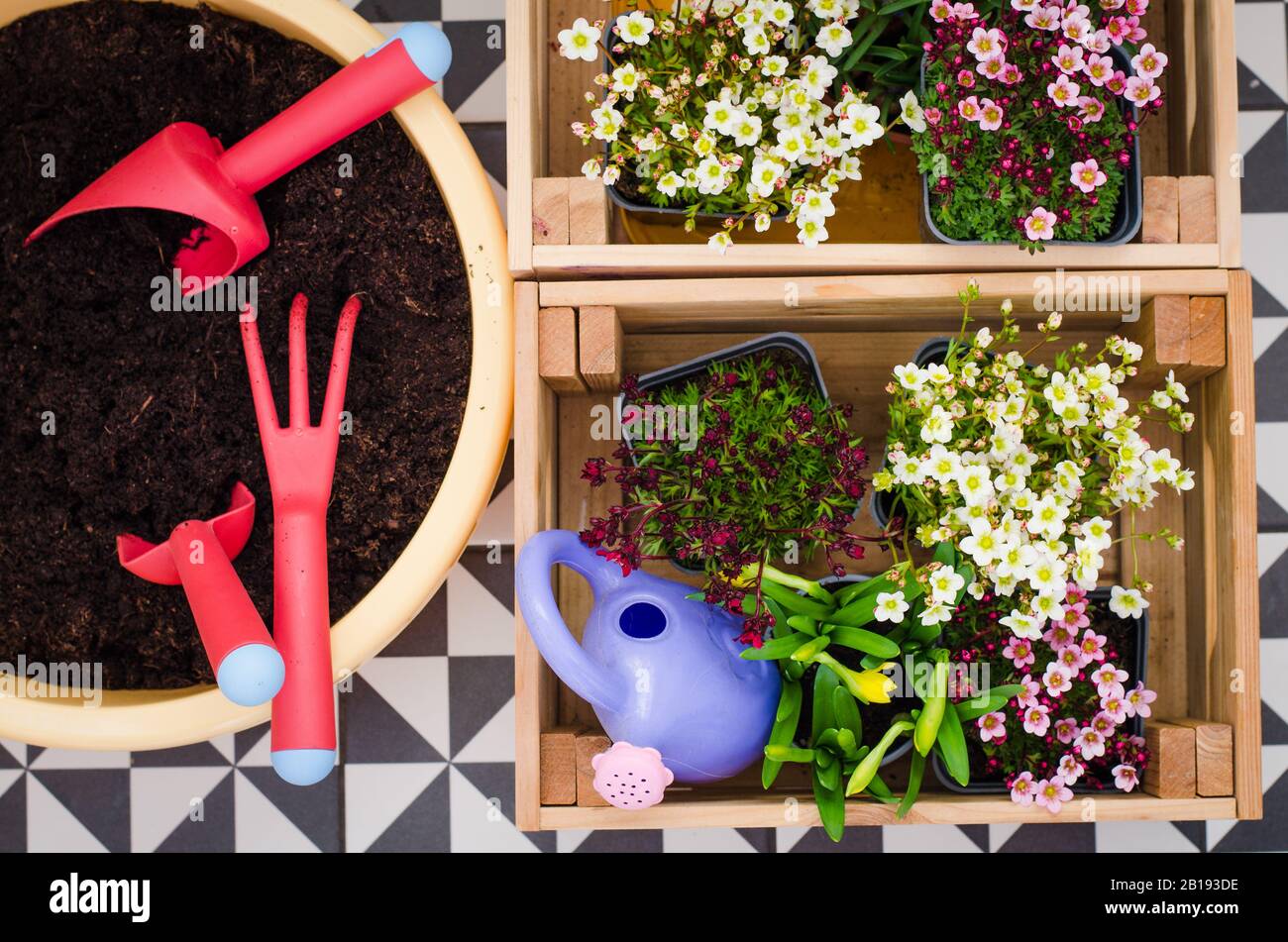 Gardening tools and seedling of spring flowers for planting on ...