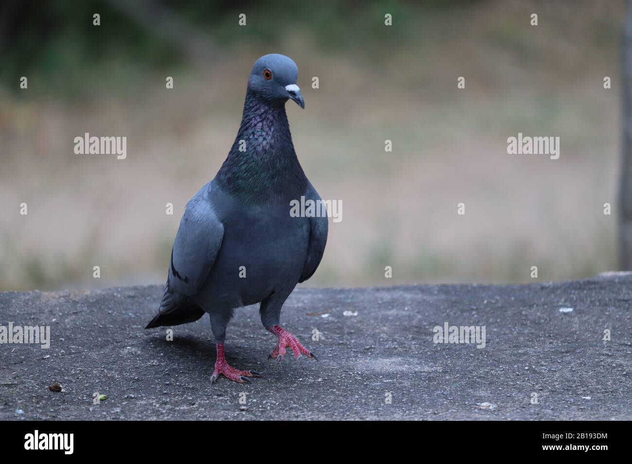 Up close pigeon hi-res stock photography and images - Alamy
