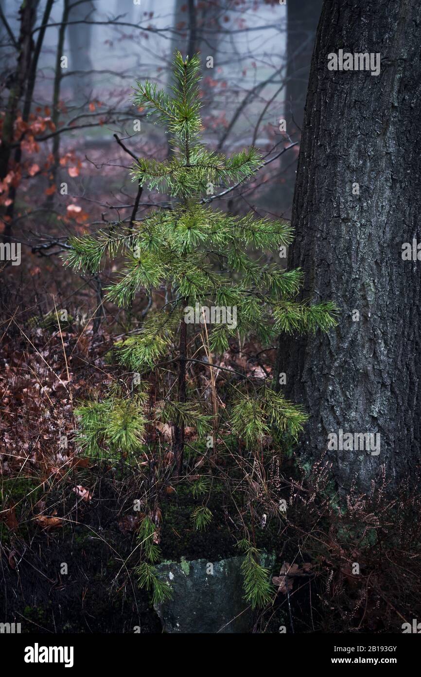 Scary christmas tree hi-res stock photography and images - Alamy