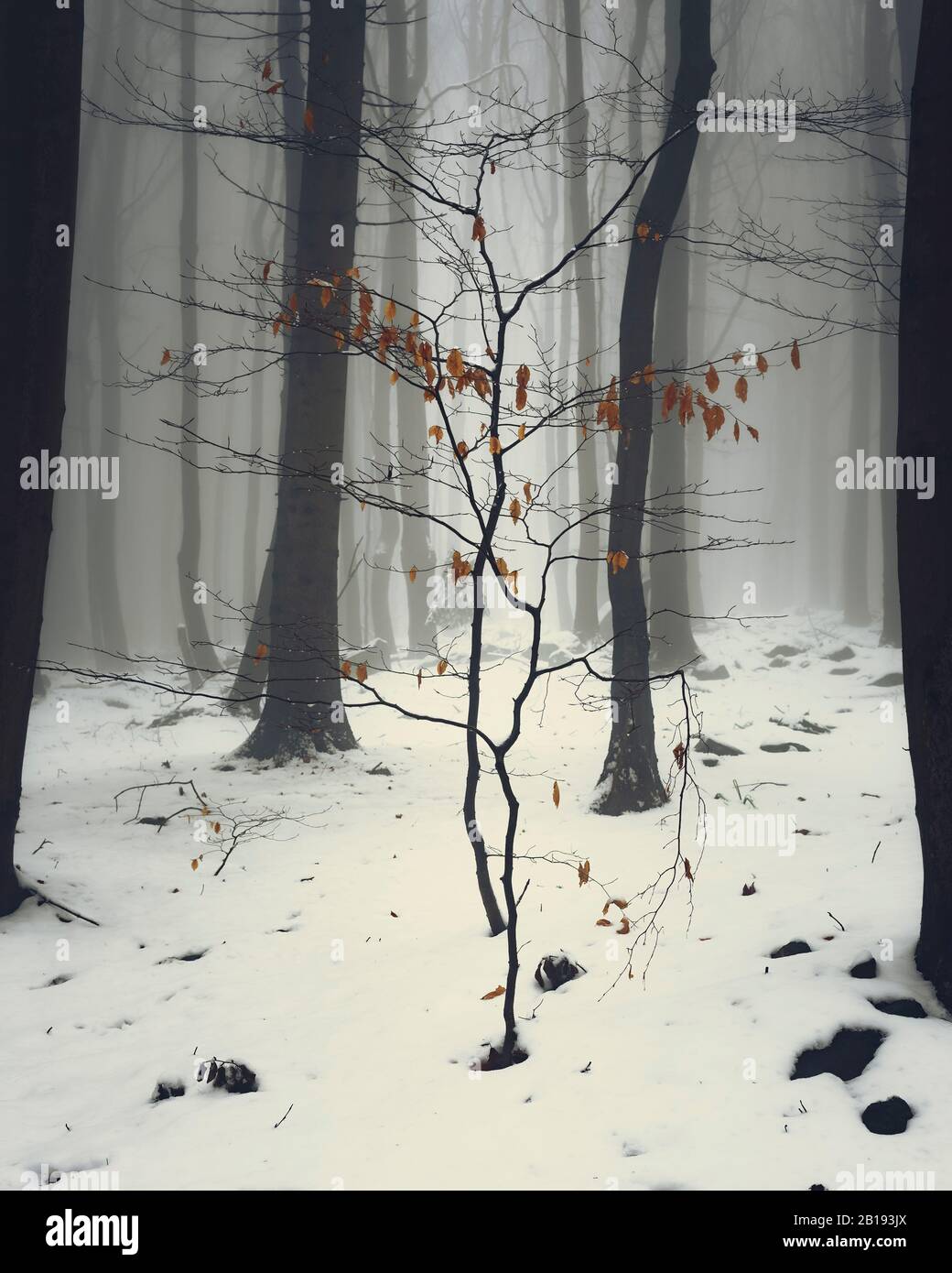 Wonderful winter scene hi-res stock photography and images - Alamy