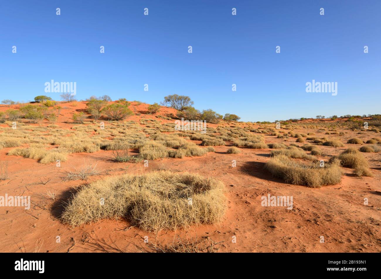 Australian outback plants hi-res stock photography and images - Alamy