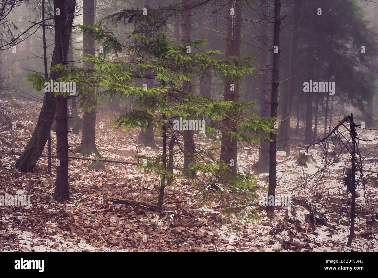 Beauty of misty forest hi-res stock photography and images - Alamy