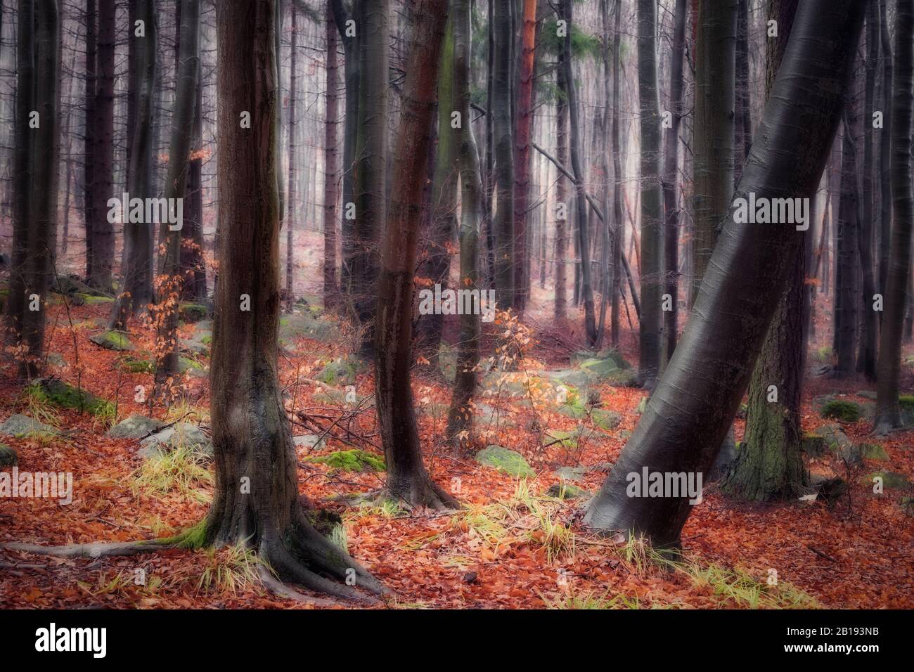 Forest in fall colors Stock Photo - Alamy