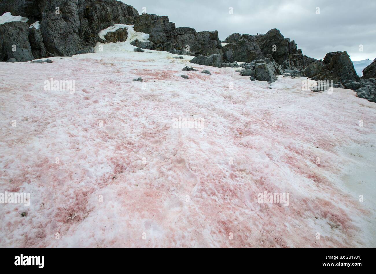 Algae growing in antarctica hi-res stock photography and images - Alamy