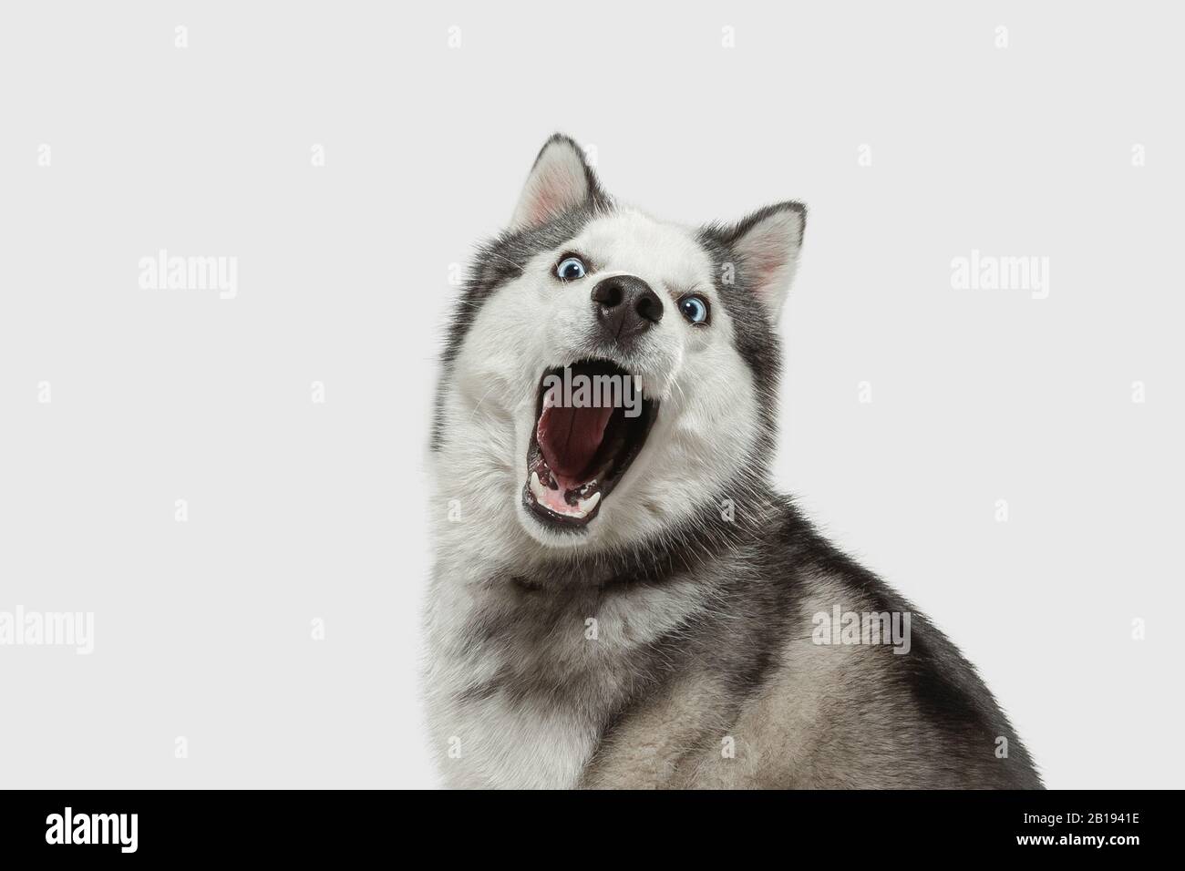Crazy happy. Husky companion dog is posing. Cute playful white grey ...