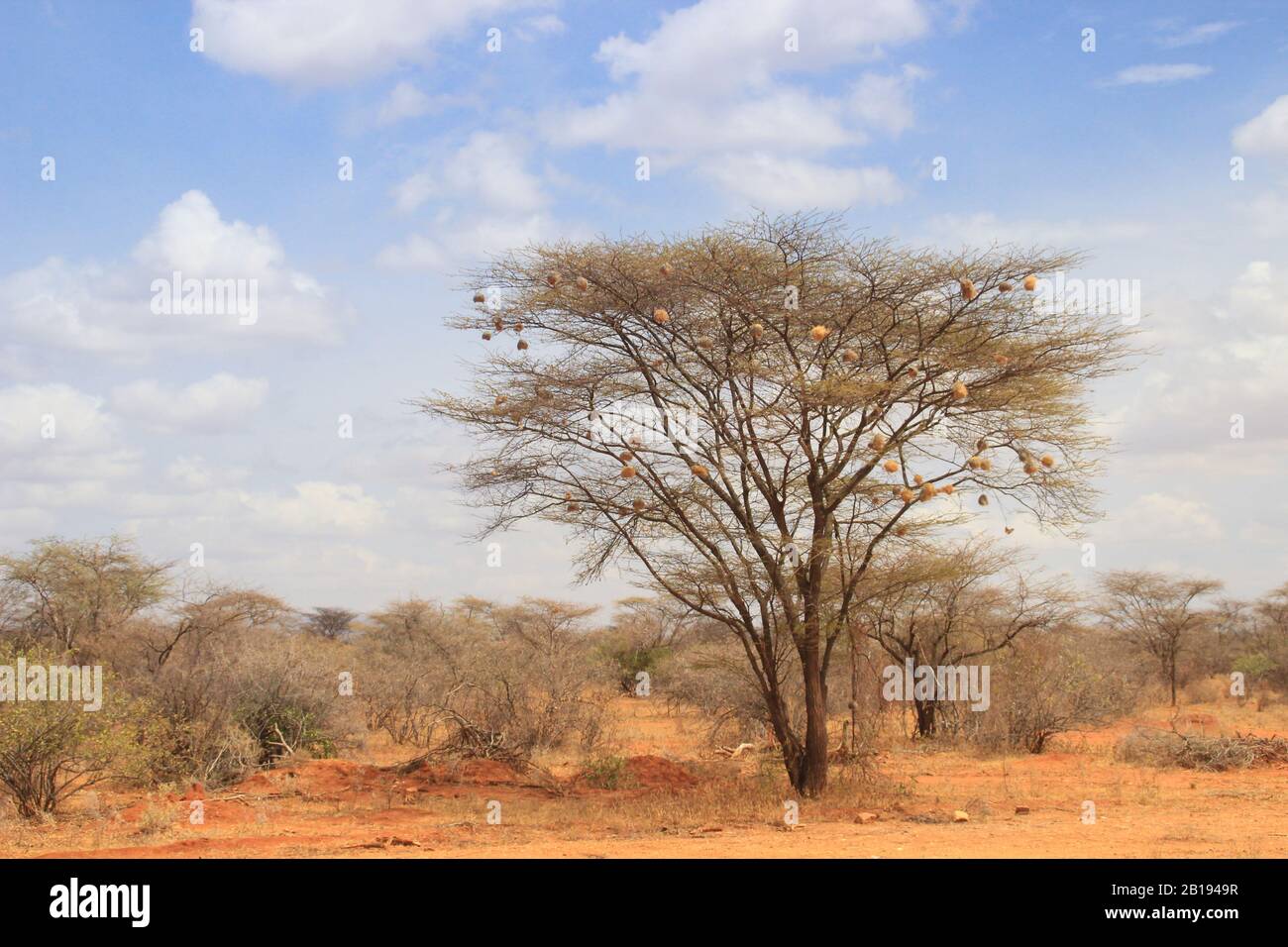 Dry acacia tree in the African savanna with many small bird nests on ...