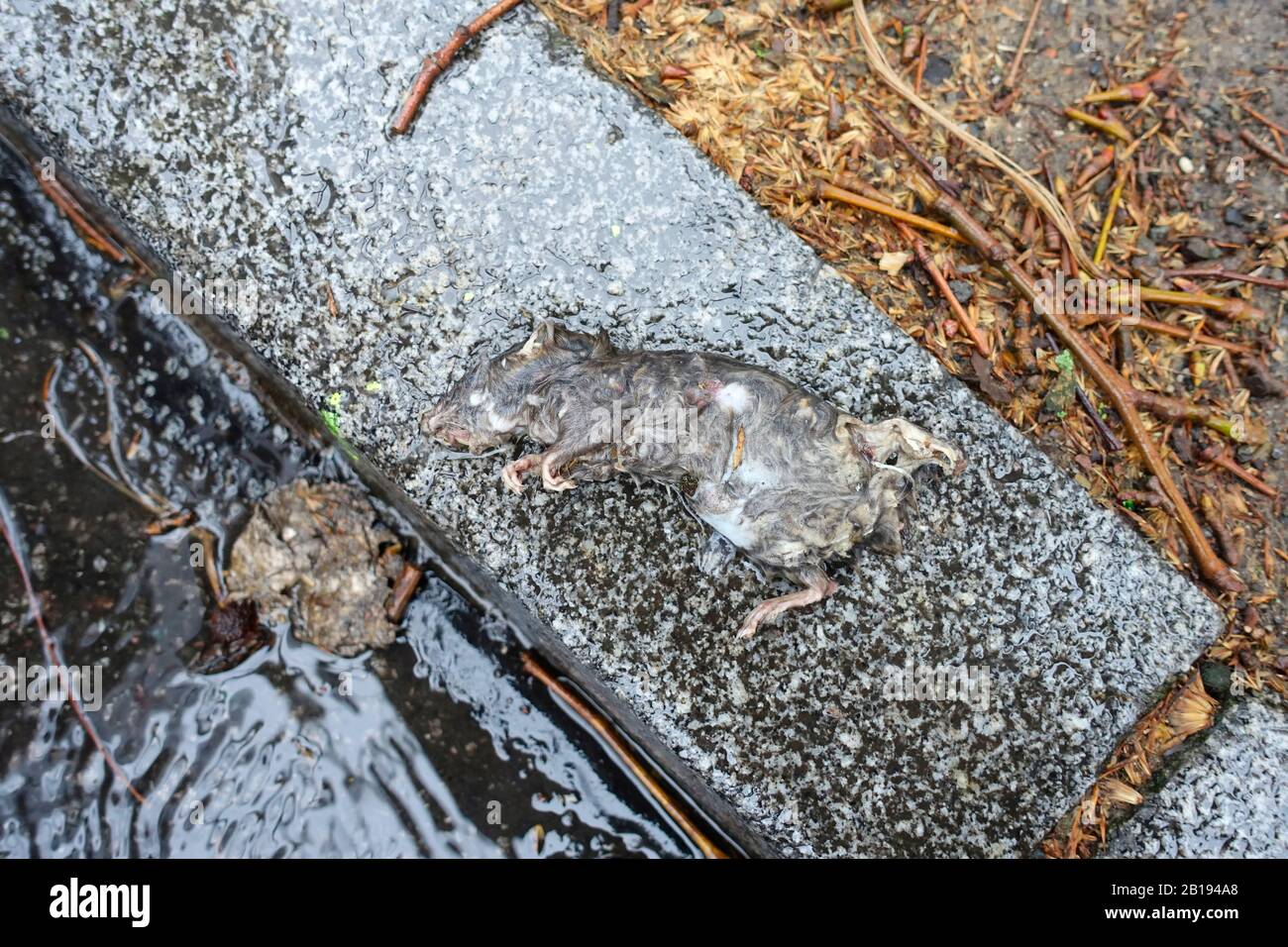 Young dead rat on the roadside in Berlin Stock Photo - Alamy