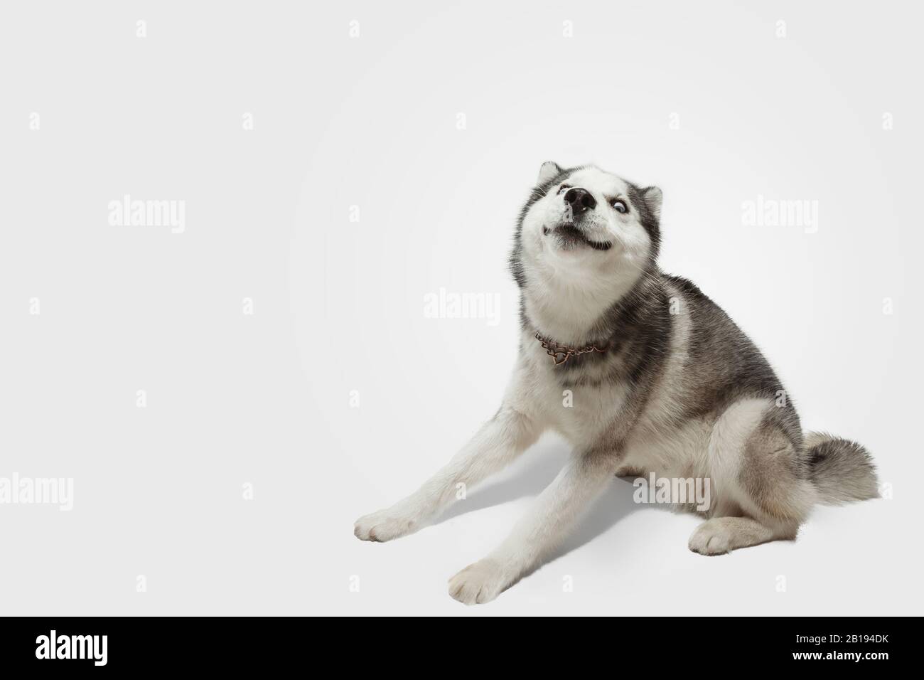 Delightful. Husky companion dog is posing. Cute playful white grey ...