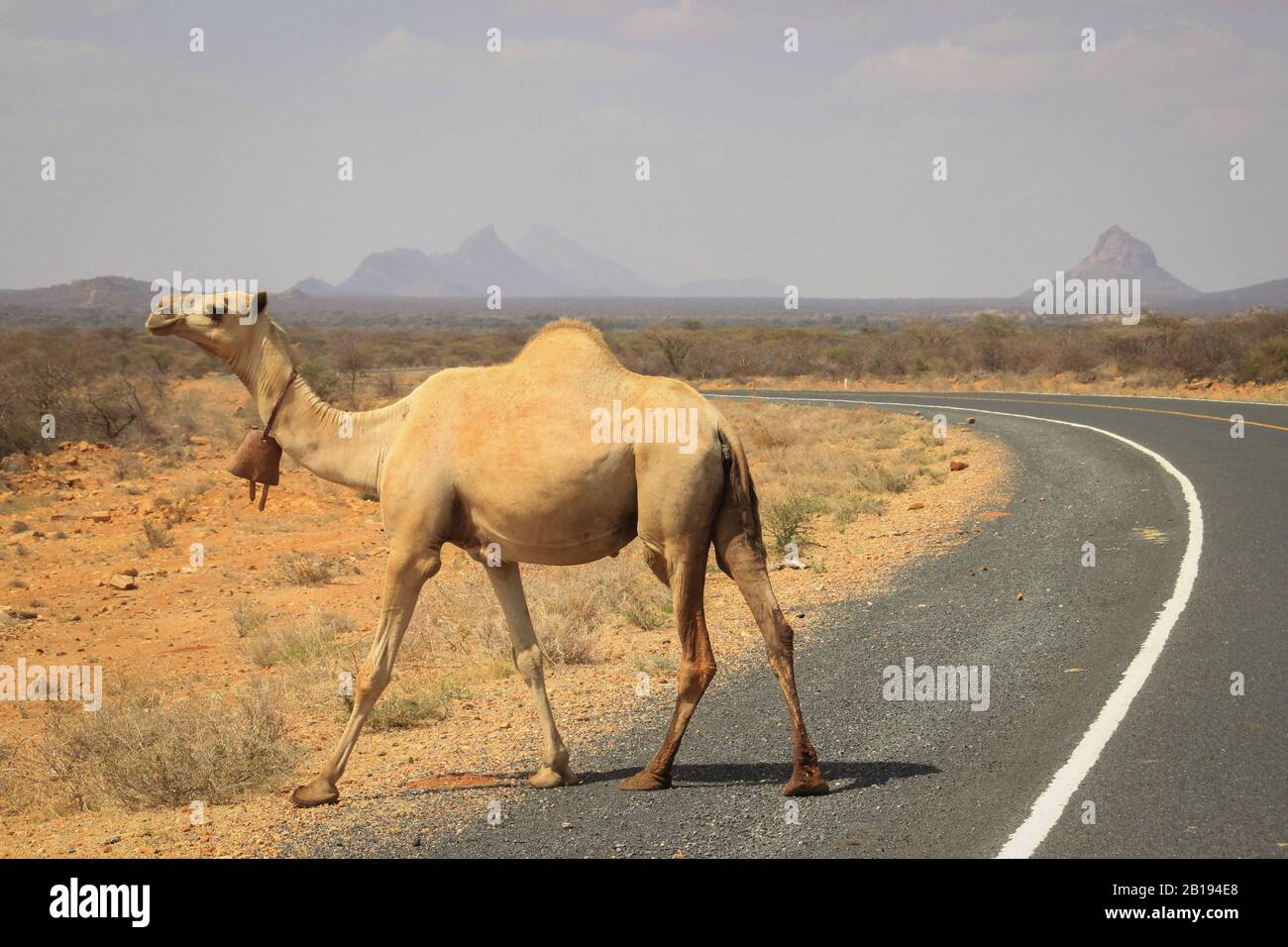 The camel crosses the road on the border of Kenya and Ethiopia. Africa ...
