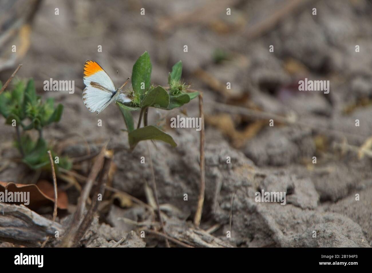 Colotis hi-res stock photography and images - Alamy