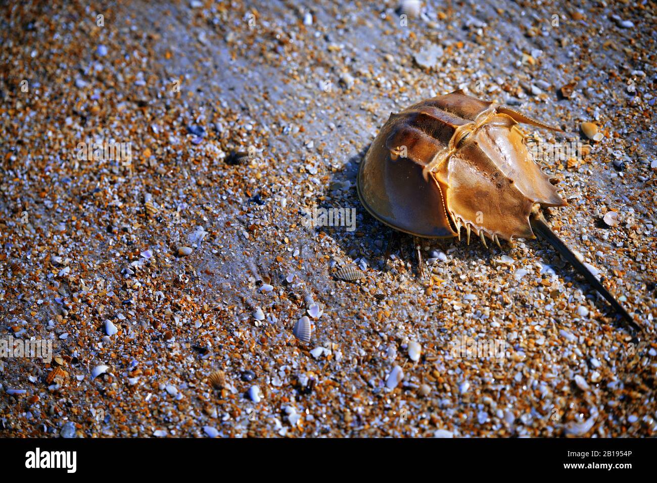 Horseshoe crab shell beach sand hi-res stock photography and images - Alamy