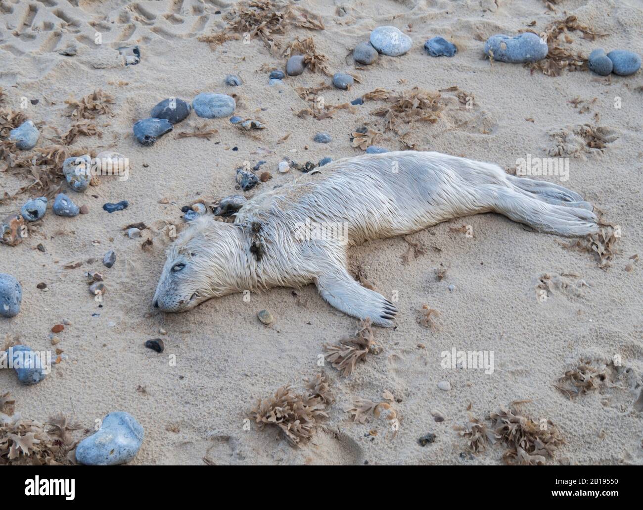 Dead grey seal Stock Photo - Alamy